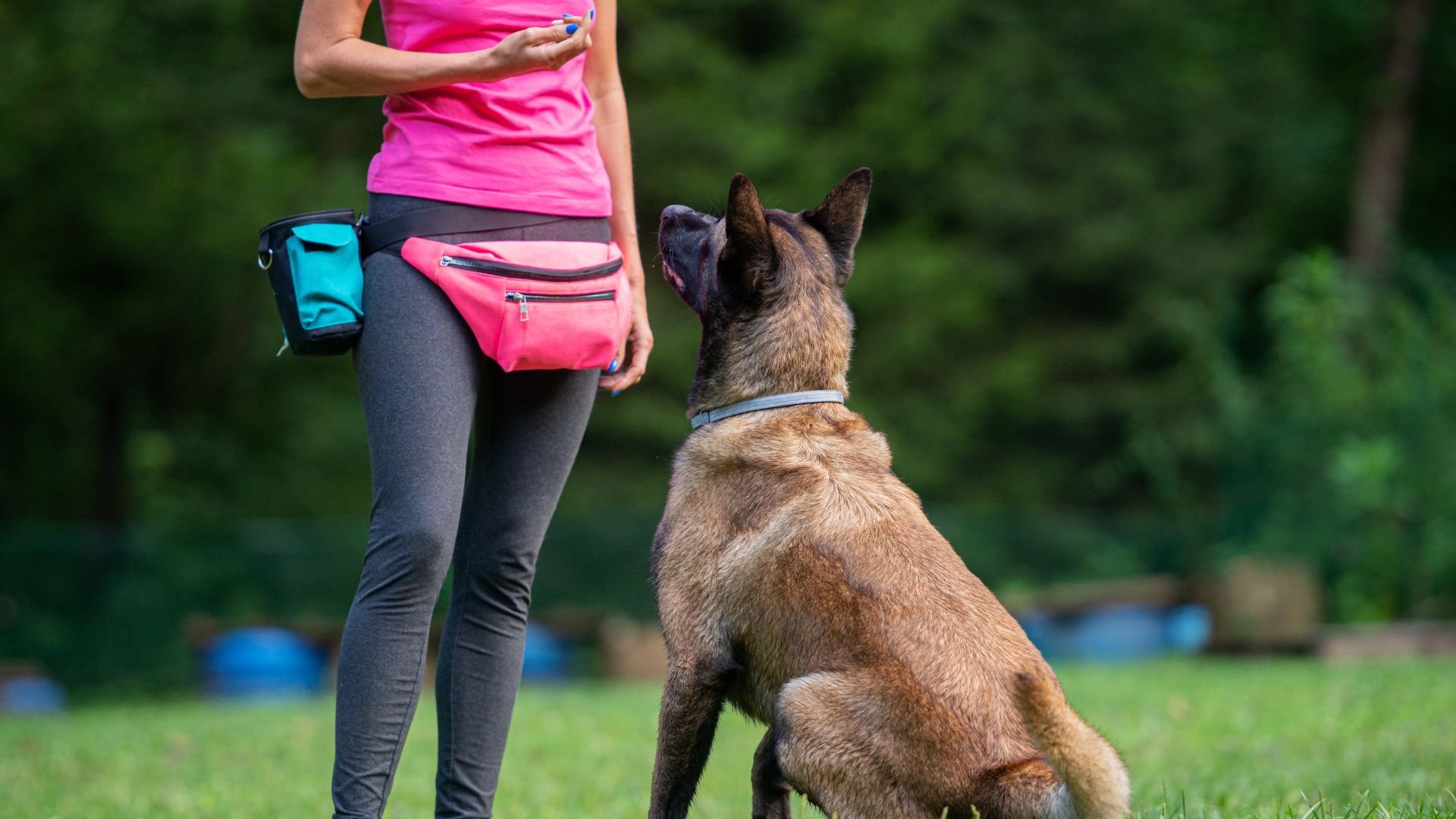 5 Essential Dog Training Tips Using Doggie Dippers™ - The Happy Mutt Co