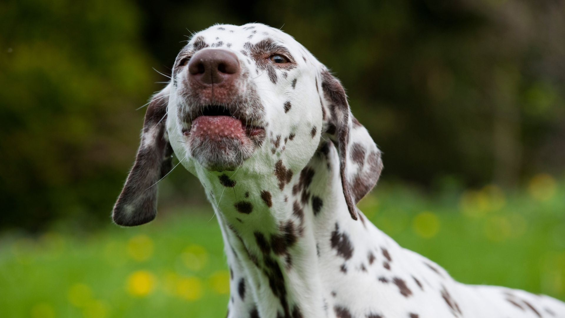 Understanding Dog Barks | The Happy Mutt Co