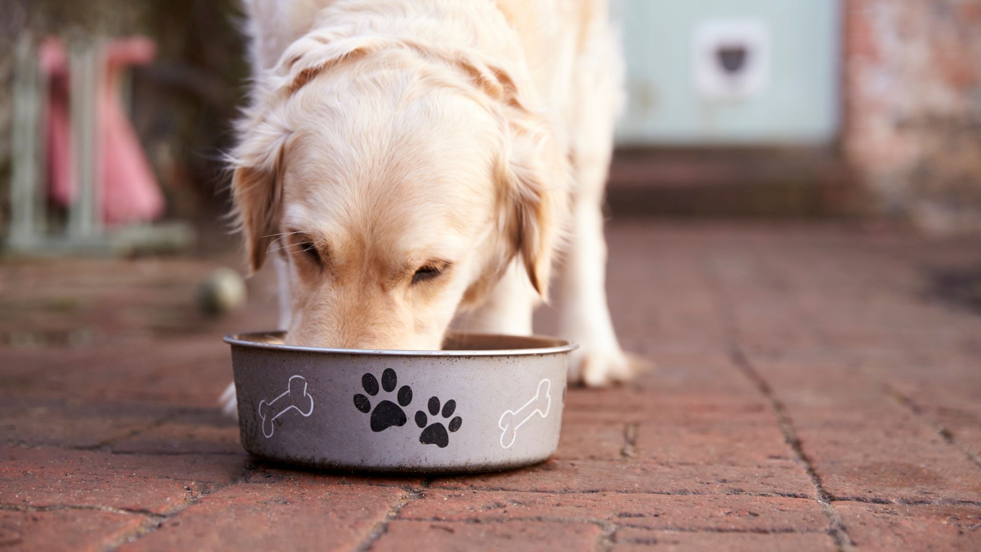 Understanding Dog Treats: Ingredients | Happy Mutt Company