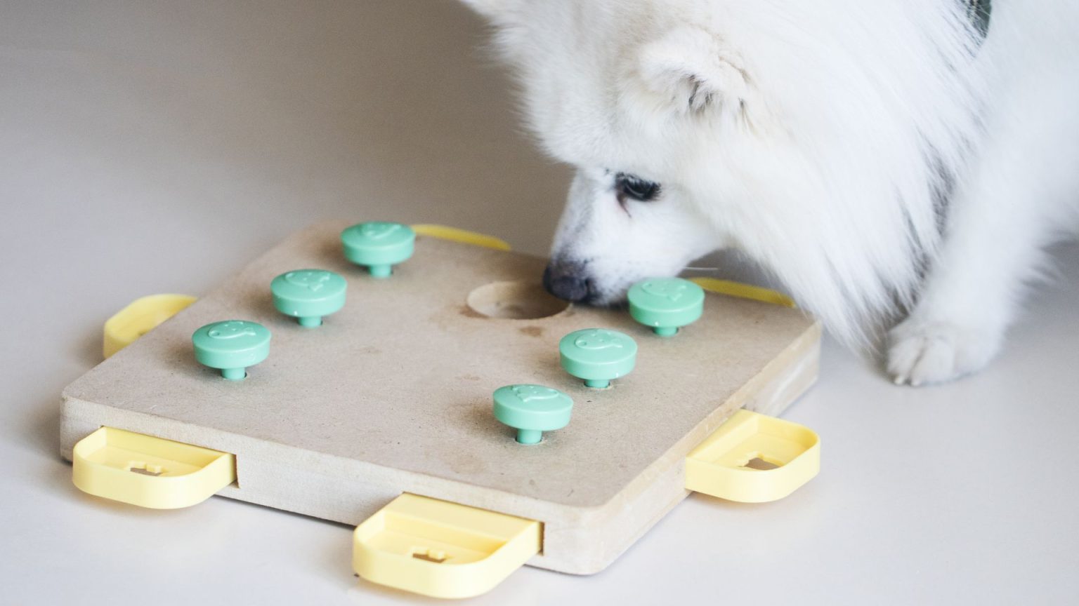 Dog Enrichment Activities for a Happy Dog | Happy Mutt Co