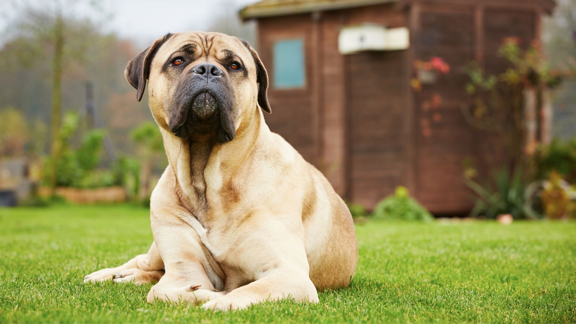 Creating a Dog-Friendly Garden | Happy Mutt Company